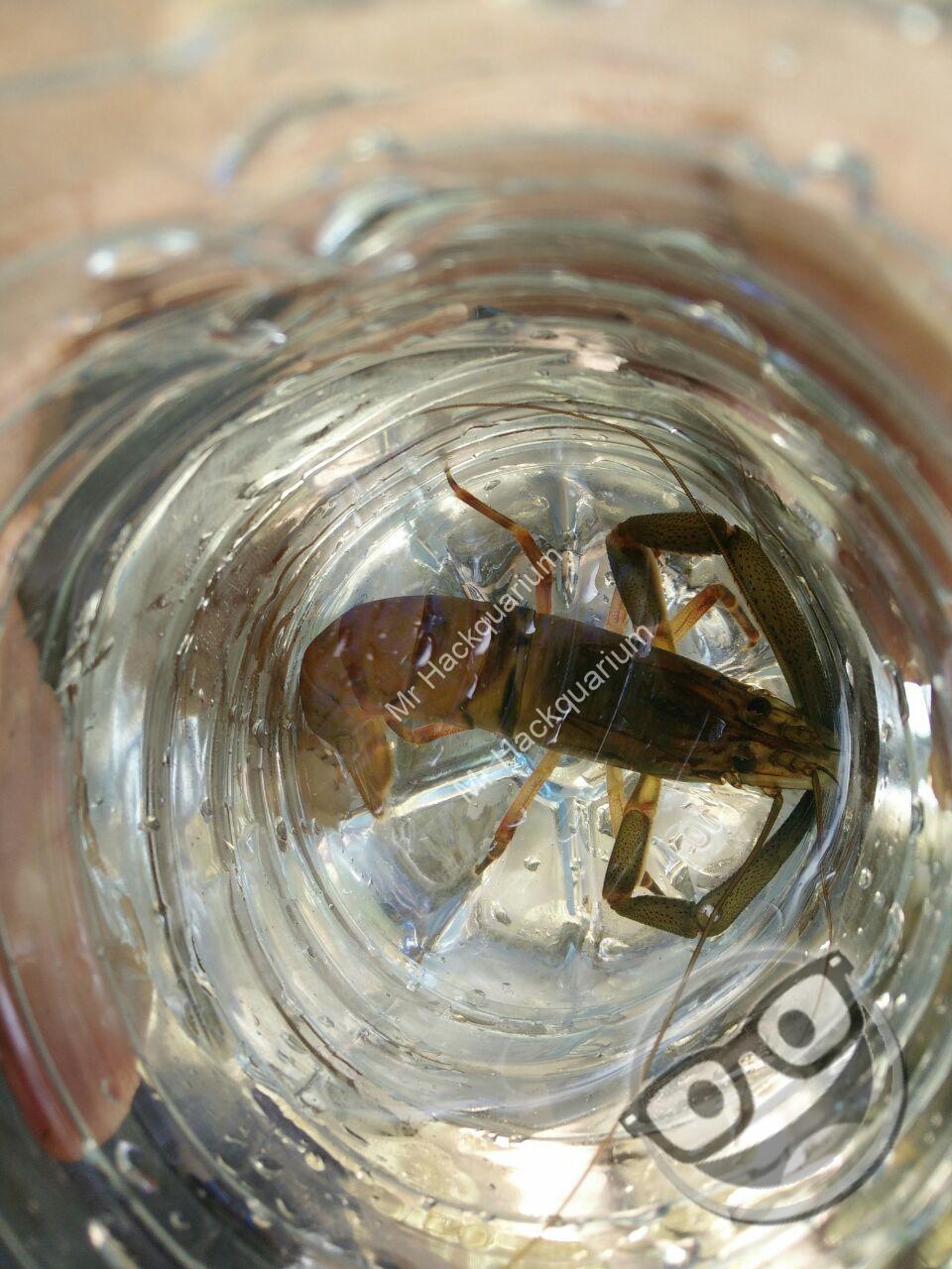 male_cacado – Mr Hackquarium