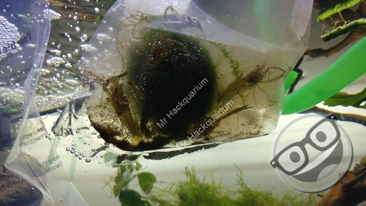 Mue des macrobrachium – Mr Hackquarium