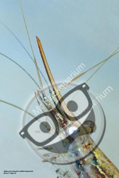 cpn-69-4 – Mr Hackquarium