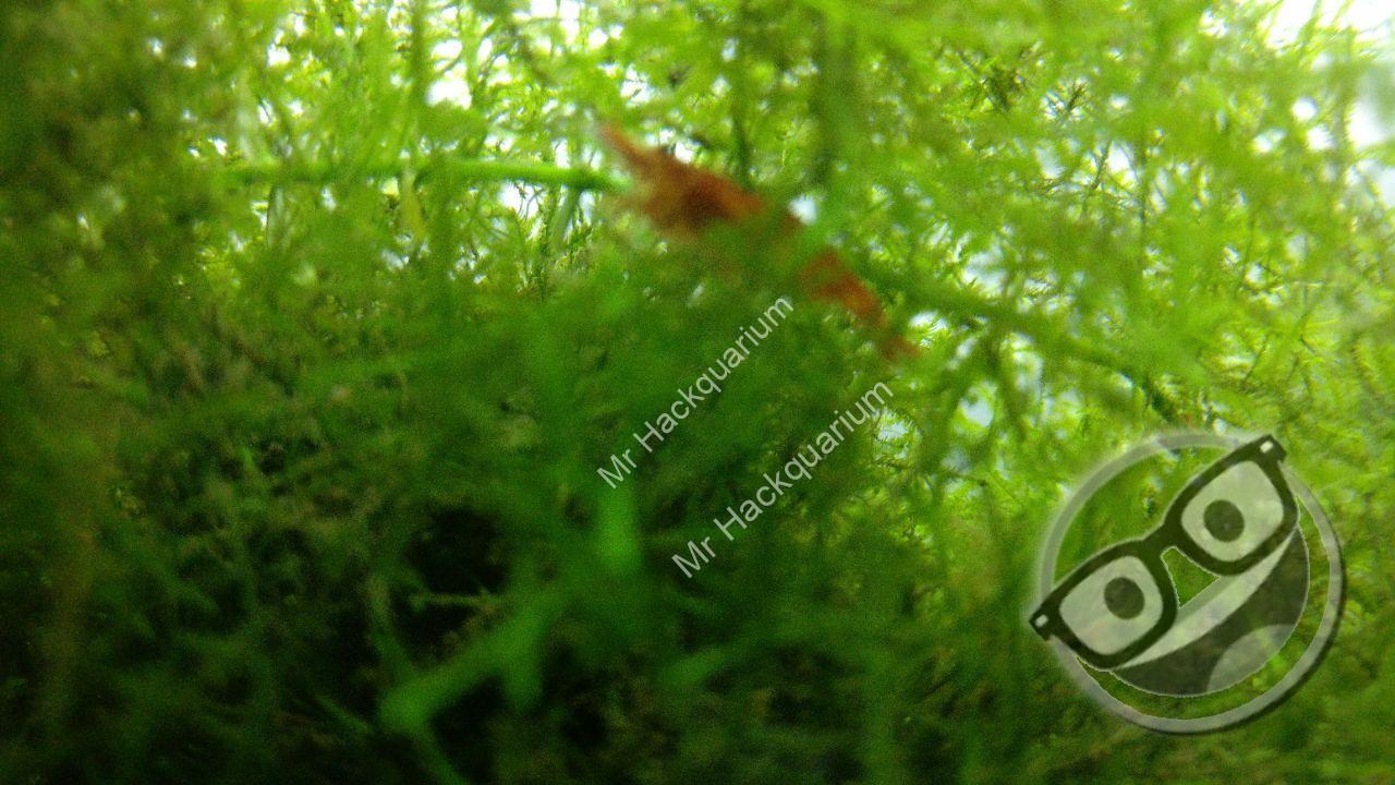 caridina – Mr Hackquarium