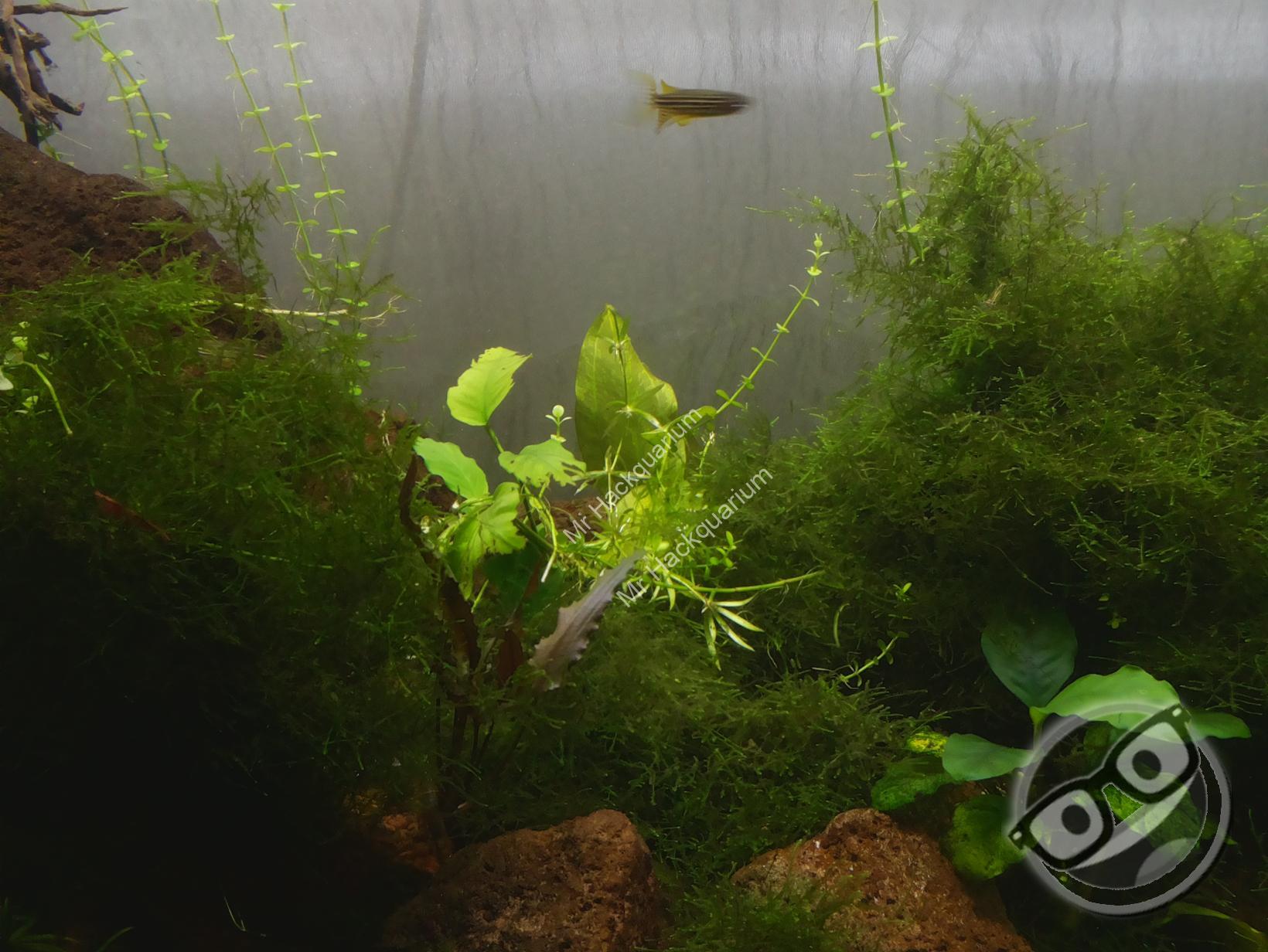 Photos automatisées et suivi du bac sur les réseaux sociaux – Mr Hackquarium